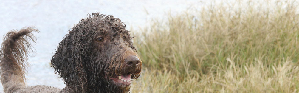 Dog Coat Care | Waggle Australia