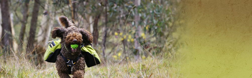 Dog Toys Online Australia | Waggle Australia