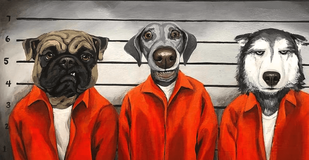 Meet the MOST WANTED dogs in Australia