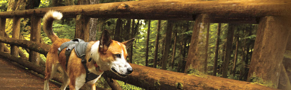 Dog Training Supplies | Waggle Australia