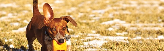 Boredom Busters for Dogs | Dog Toys Boredom | Waggle Australia