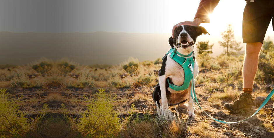 Online Pet Store for Dog Supplies - Waggle Canine Adventure Gear