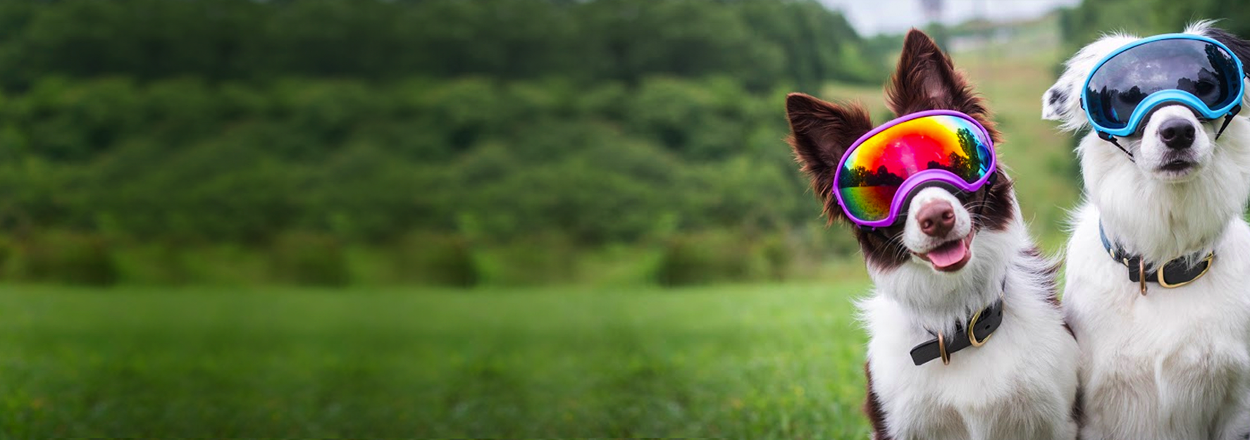 Online Pet Store for Dog Supplies - Waggle Canine Adventure Gear