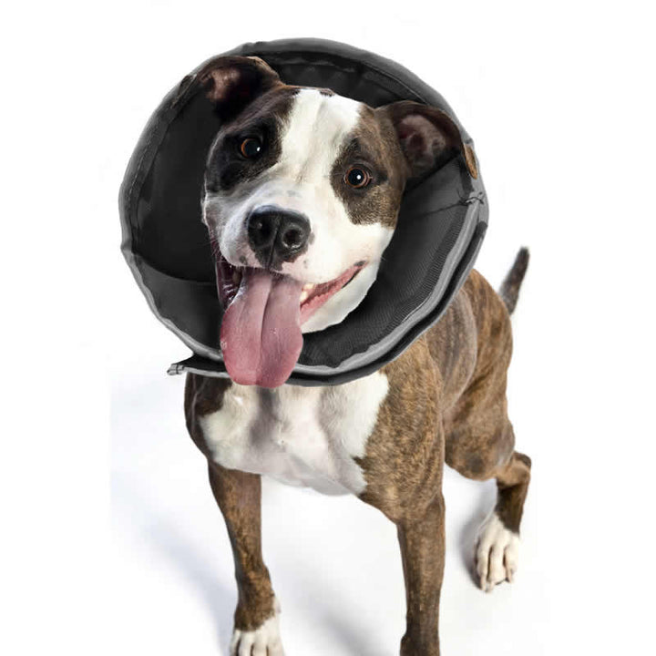 The ProCone is a safe, soft canine recovery collar.