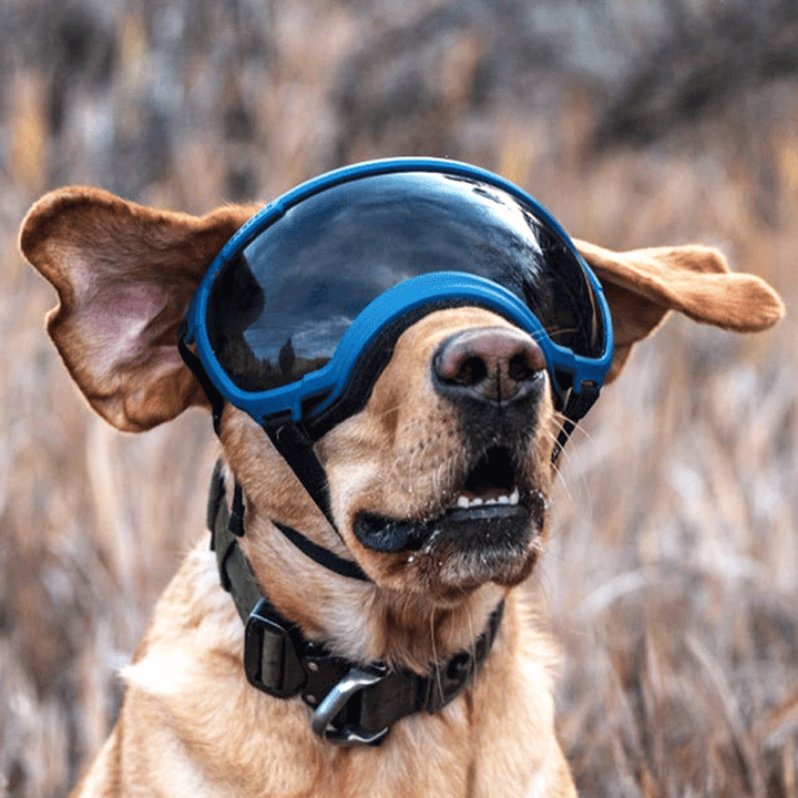 Rex Specs Dog Goggles V2