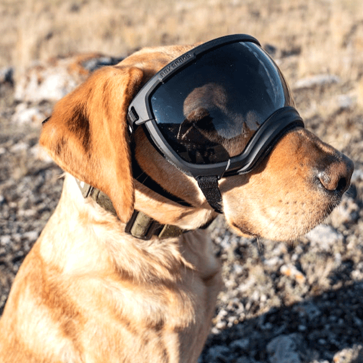 Rex Specs Dog Goggles V2