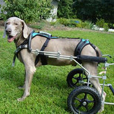 The Help Em Up Dog Lifting Harness
