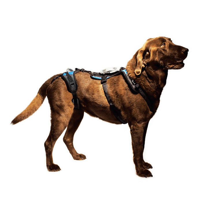 The Help Em Up Dog Lifting Harness