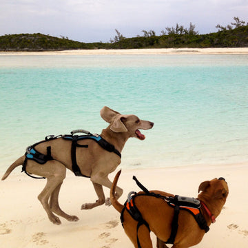 The Help Em Up Dog Lifting Harness