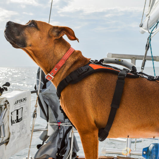 The Help Em Up Dog Lifting Harness