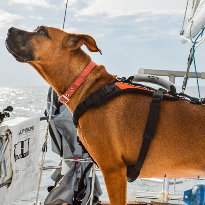 The Help Em Up Dog Lifting Harness